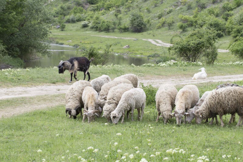 Sheep Facing Each Other in a Green Field Stock Photo - Image of ...