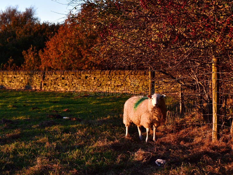 Sheep in the fall sunshine stock photo. Image of farmland - 80387742