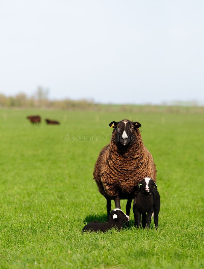 Spring sheep stock image. Image of lamb, small, family - 19144849