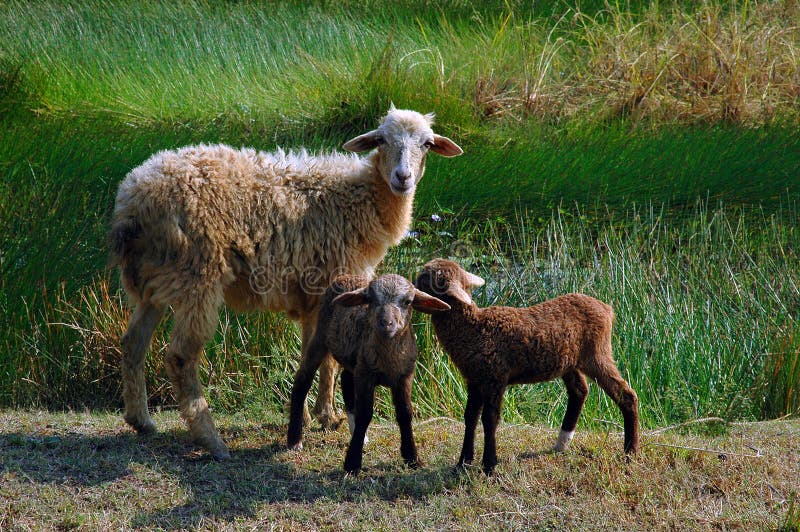 2,671 Indian Sheep Stock Photos - Free & Royalty-Free Stock Photos from ...