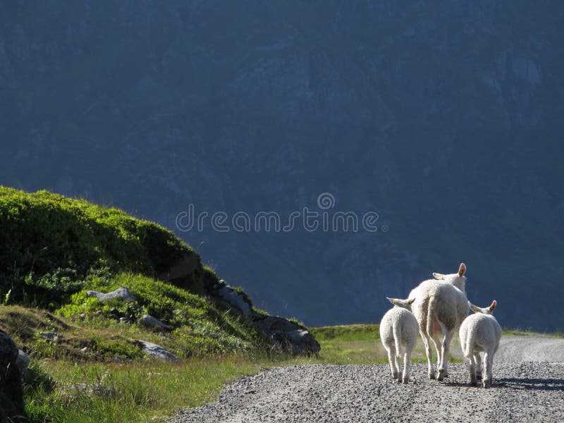 Sheep family stock photo. Image of infant, ears, green - 5215004