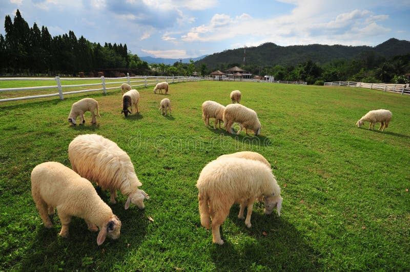 Sheep farm stock image. Image of field, quadruped, animal - 14705125