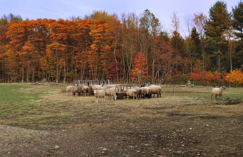 Sheep farm stock image. Image of eating, animals, hungry - 16635571