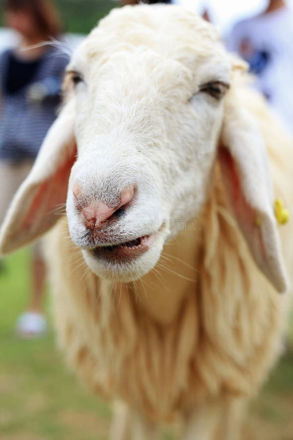 Smiling sheep stock photo. Image of mouth, watch, grey - 26159124