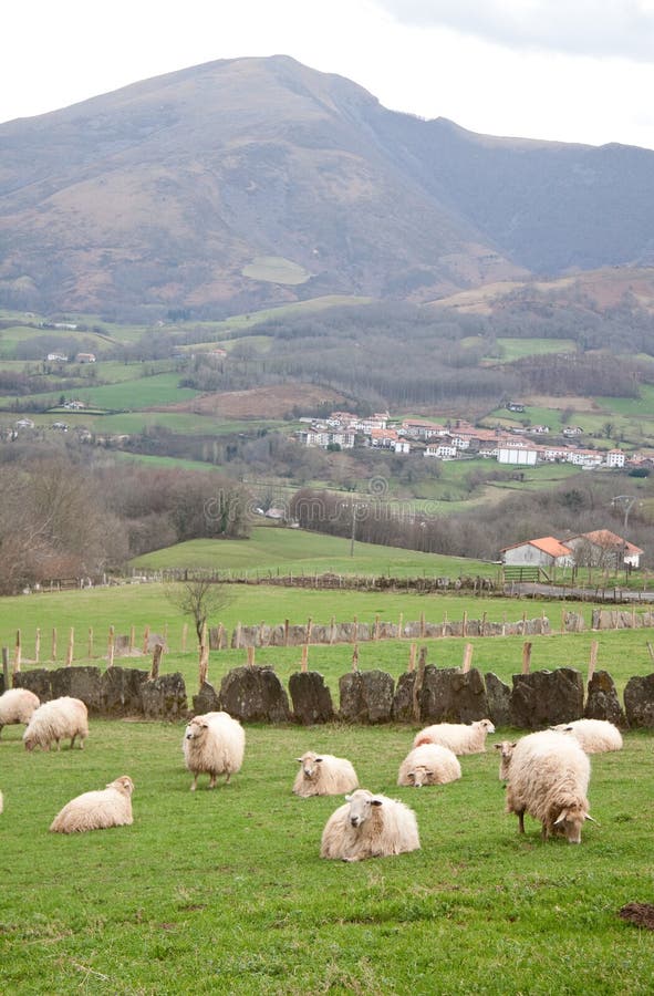 Sheep in farm stock photo. Image of green, poultry, diary - 17758562