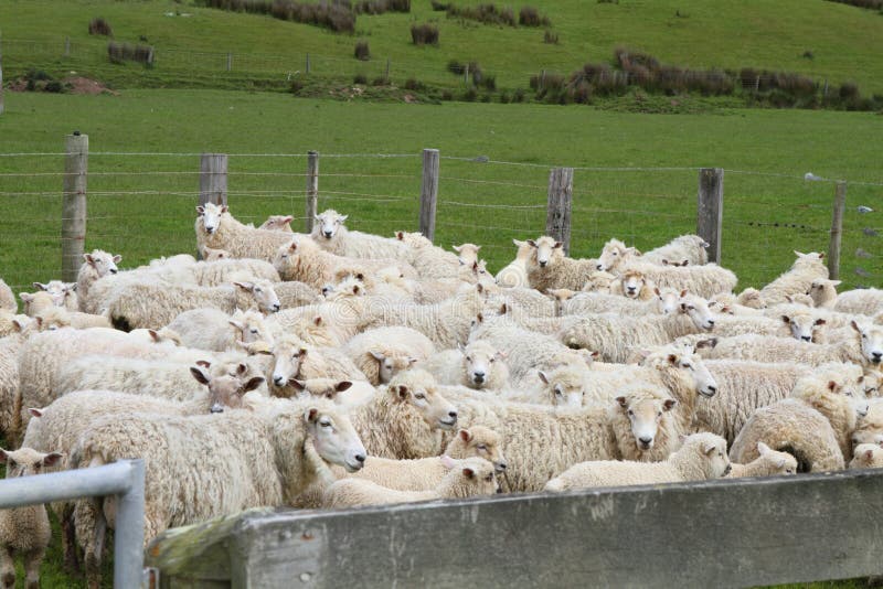 Sheep on the farm stock photo. Image of catlins, farming - 28720380