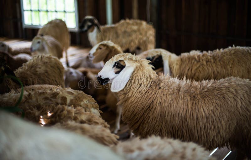 Cheep stock image. Image of rural, cheep, agriculture - 91145857