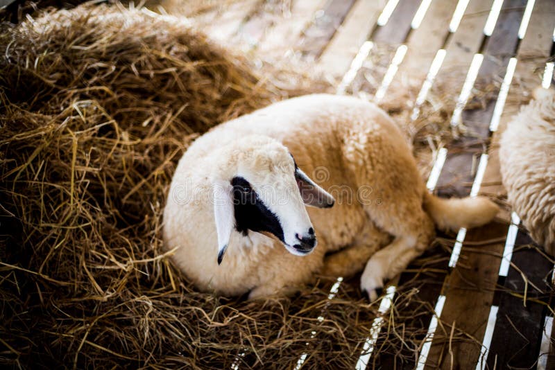 Sheep stock image. Image of farm, sheep, mammal, cheep - 34759803
