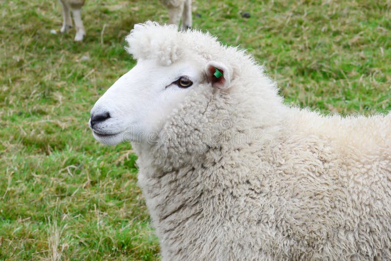 A female awassi sheep stock image. Image of deiri, chordata - 28179079