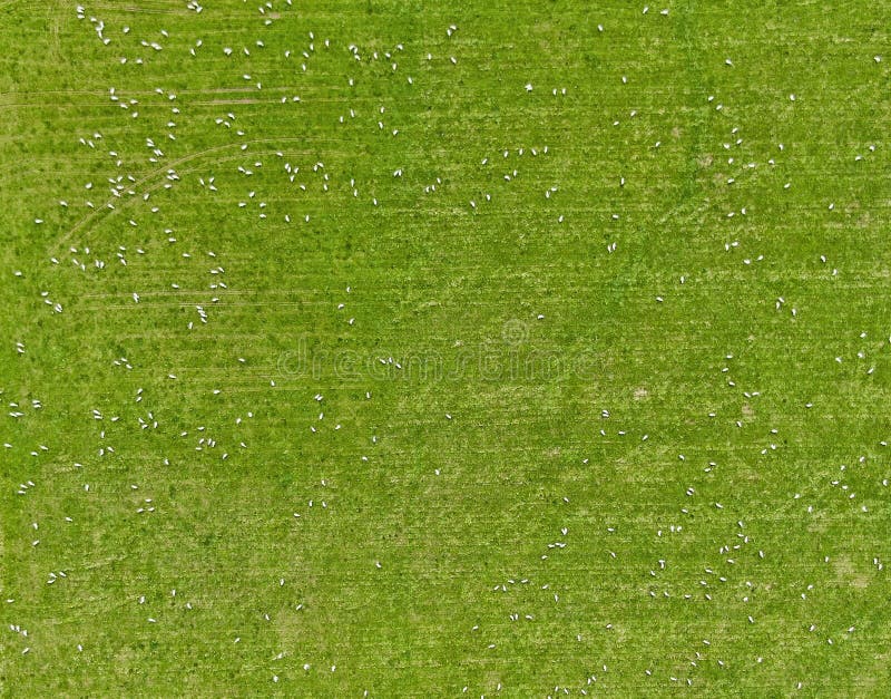 Sheep on a farm from above stock photo. Image of droneshot - 139072964