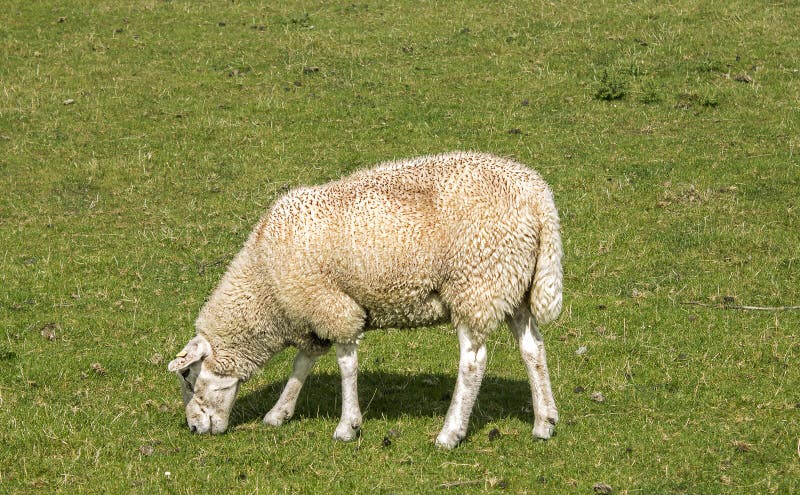 Sheep farm animal stock image. Image of sheep, texture - 44056771