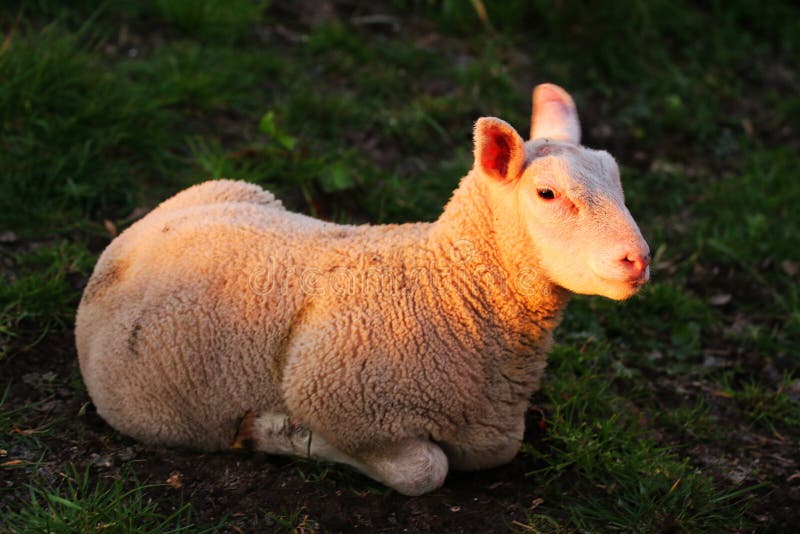 Sheep - Farm Animal stock photo. Image of sunset, wool - 178308684