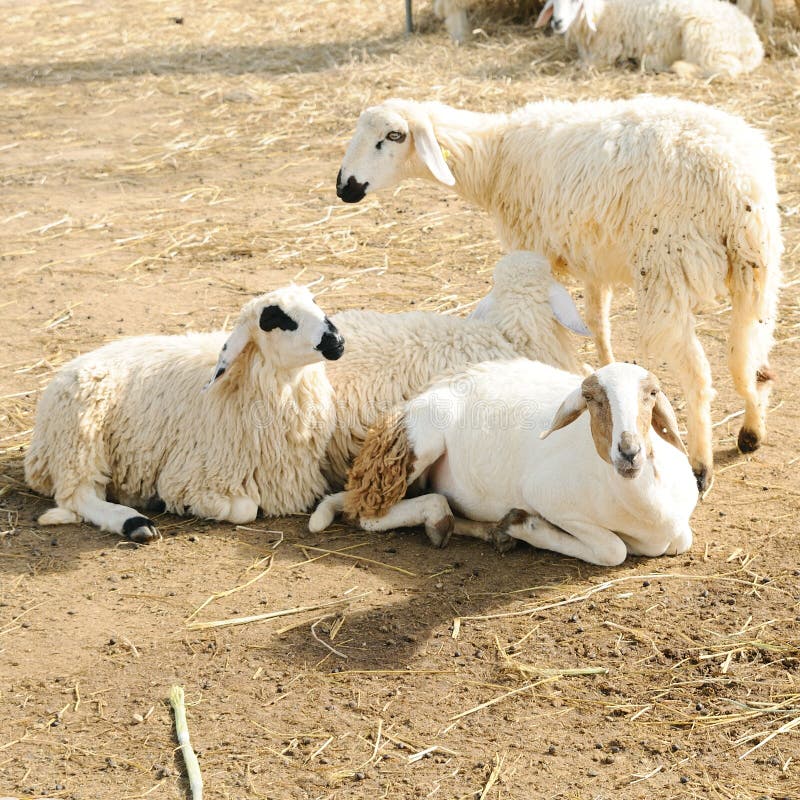 Sheep in Farm, Country Side Stock Photo - Image of agriculture, farm ...
