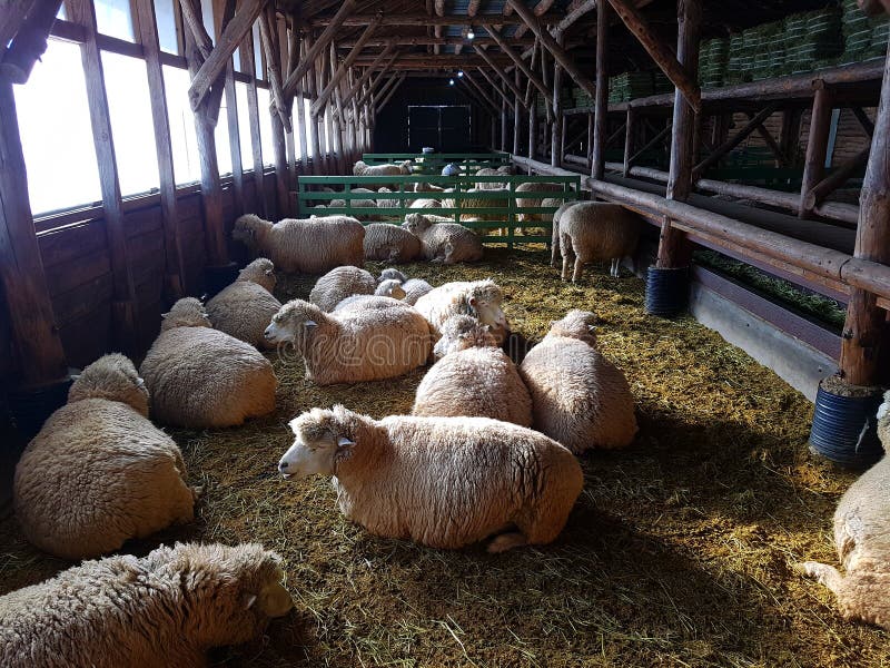 Sheep Farm stock image. Image of ranch, warm, sleepy - 114897001