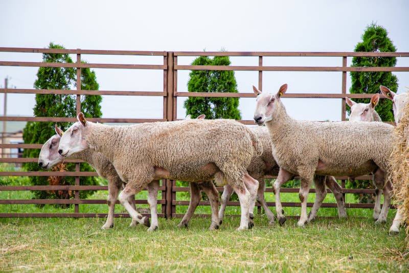 Sheep in a Farm of Different Varieties and Ages. Stock Photo - Image of ...