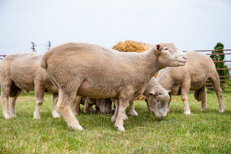 Sheep in a Farm of Different Varieties and Ages. Stock Image - Image of ...