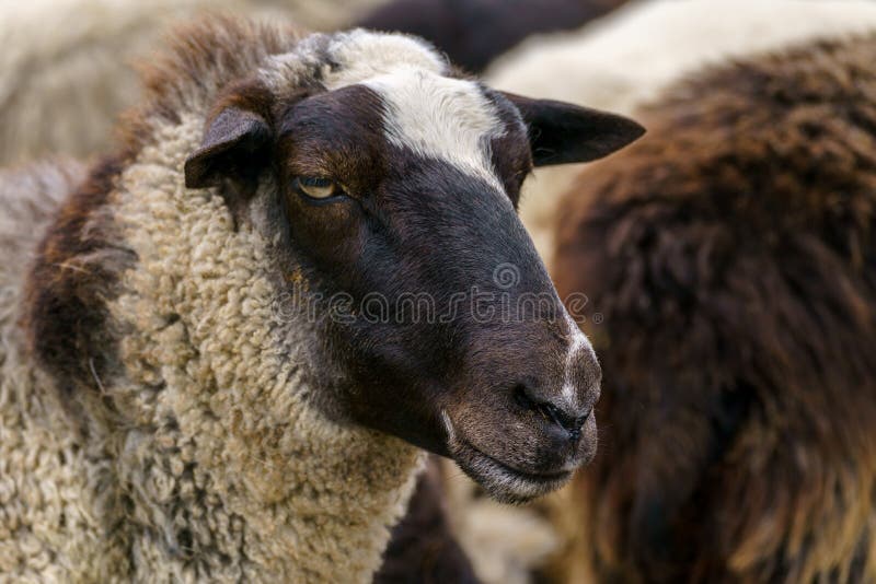 Sheep on the Farm. Domestic Sheep Stock Image - Image of outdoor ...
