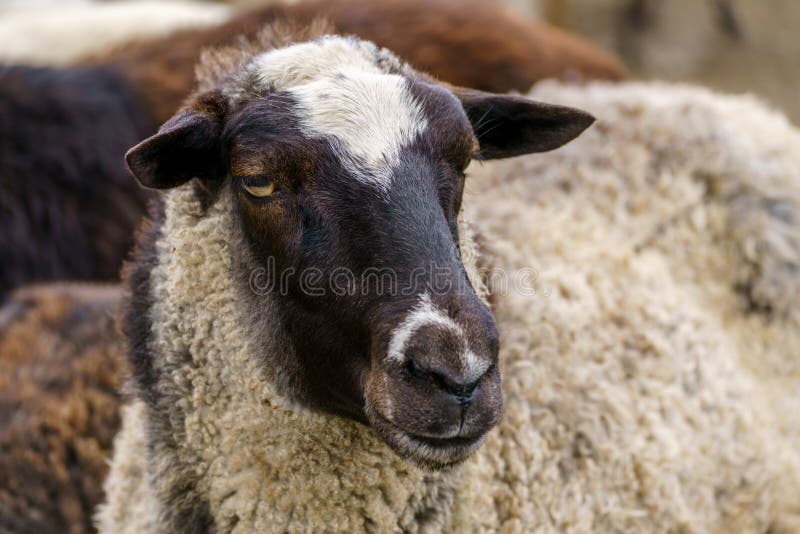 Sheep on the Farm. Domestic Sheep Stock Photo - Image of flock ...