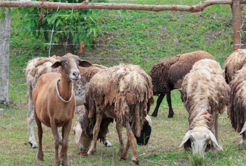 Sheep on a Farm Eat Find Food Stock Image - Image of country, farming ...