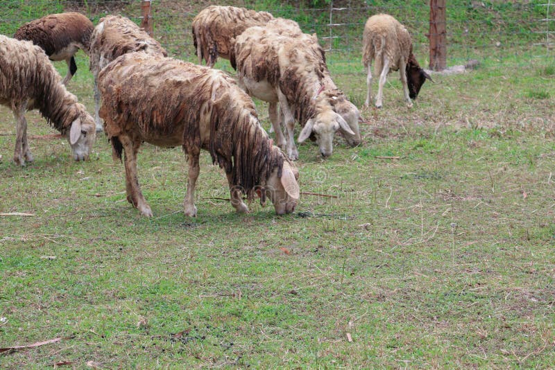 Sheep on a Farm Eat Find Food Stock Photo - Image of natural, breed ...