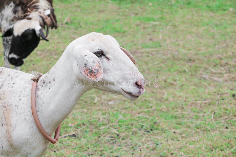 Sheep on a Farm Eat Find Food Stock Image - Image of cute, breed: 89647867