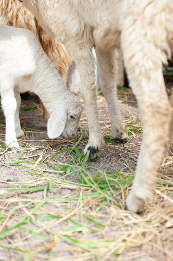 Sheep farm stock photo. Image of mother, food, meadow - 65016948