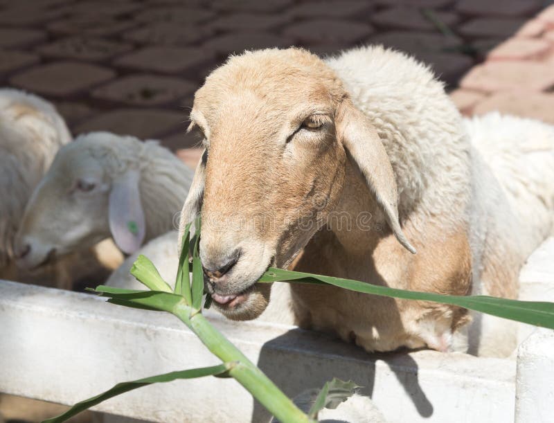 Sheep in farm stock photo. Image of feed, rural, sheep - 67397568