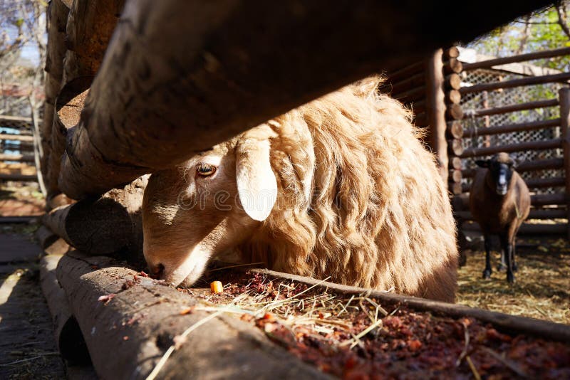Sheep on the Farm are Eating Hay Stock Photo - Image of looking, farm ...