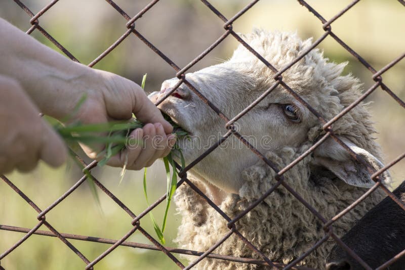 Sheep on the farm. stock photo. Image of grass, mammal - 228135846