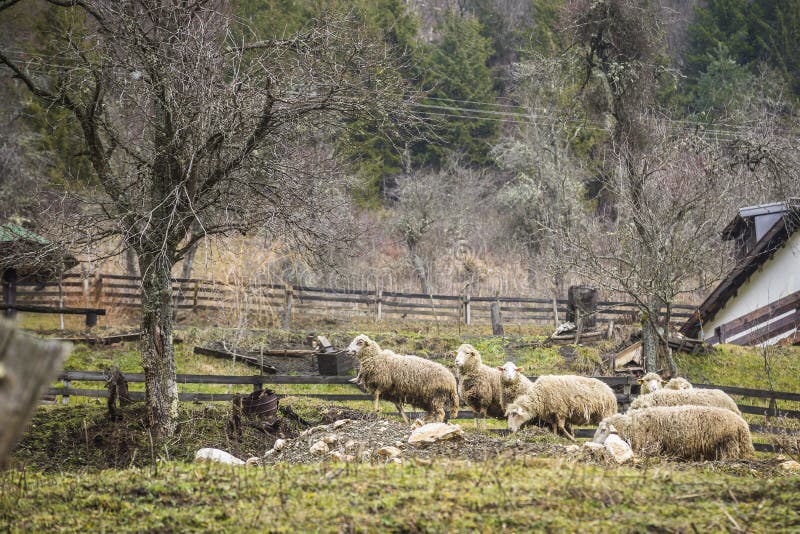 Sheep farm stock photo. Image of rural, white, green - 110164180