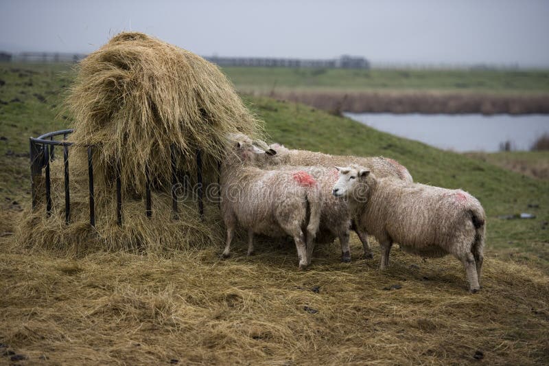 Sheep on farm stock image. Image of rural, food, money - 62673445