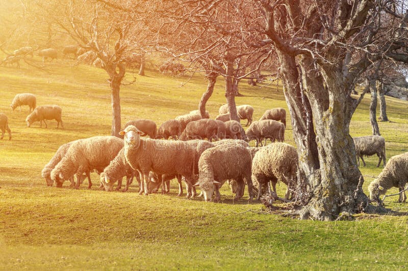Sheep Farm Grazing through Forests Stock Image - Image of flock ...