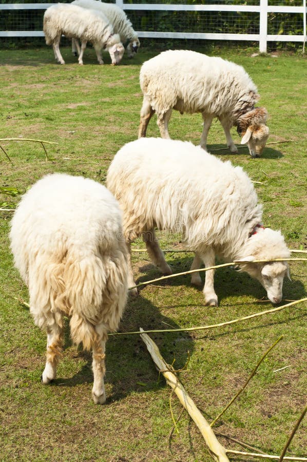 Sheep in farm. stock photo. Image of farmland, graze - 29751156