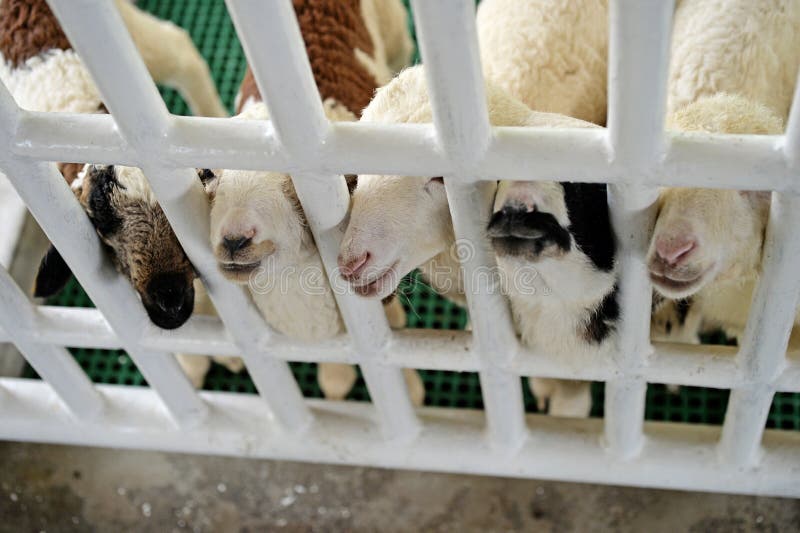 Sheep in farm stock image. Image of meat, flock, animals - 97348031