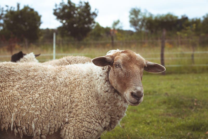 Sheep on a Farm Grown for Wool and Meat Stock Photo - Image of ...