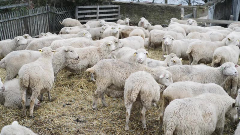 Sheep Farm, Herd Outside Bio Organic Wool Farming Stock Footage - Video ...
