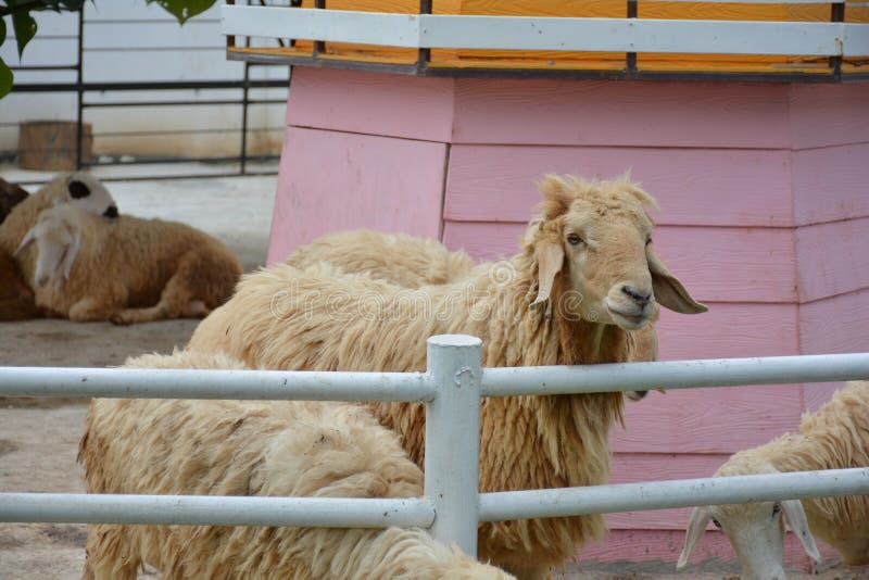 Sheep in farm. stock image. Image of landscape, pattern - 78023489