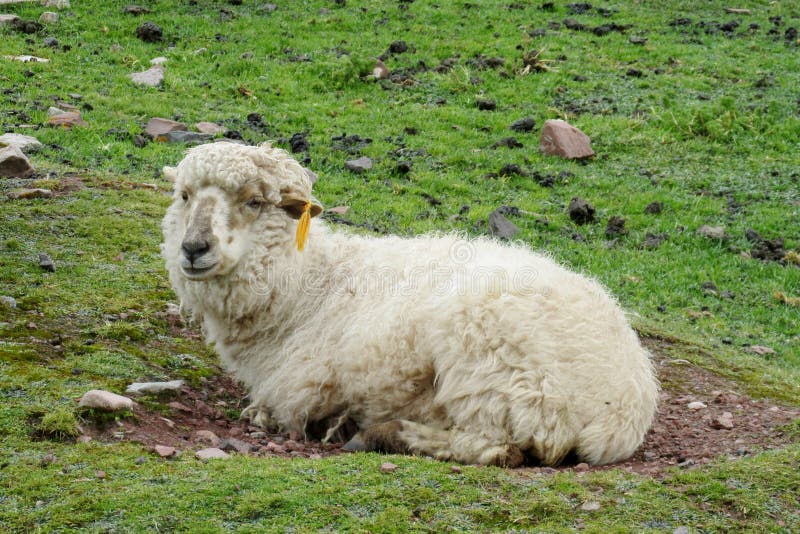 Sheep in the farm land stock image. Image of grazing - 78143597