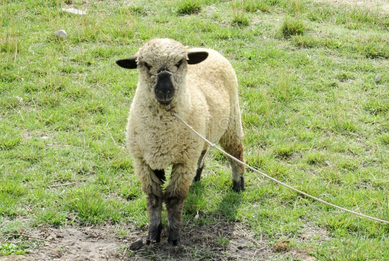 Sheep in the farm land stock image. Image of animal, curly - 78143633