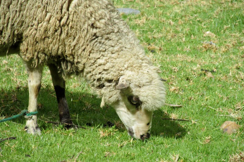 Sheep in the farm land stock image. Image of fleece, lamb - 78143637