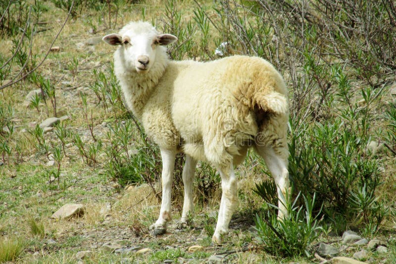 Sheep stock image. Image of domesticated, green, flock - 78143683