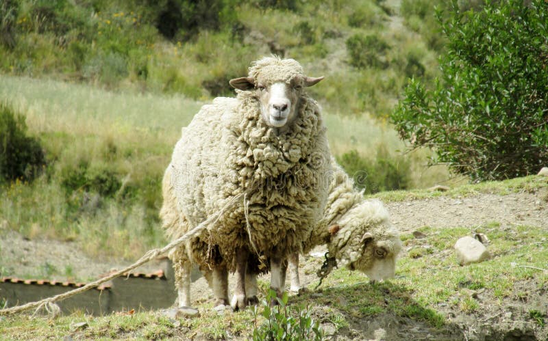 Sheep in the farm land stock image. Image of curly, lamb - 78143753