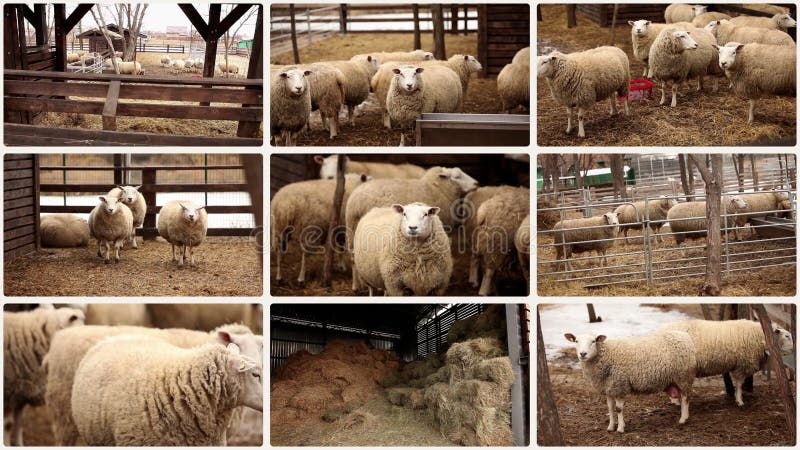 Sheep Farm Multiscreen. Sheep on a Farm in an Enclosure. Feeding Sheep ...
