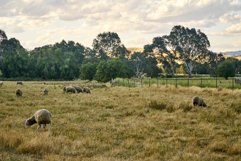Sheep farm stock image. Image of outdoor, park, sheep - 166930521