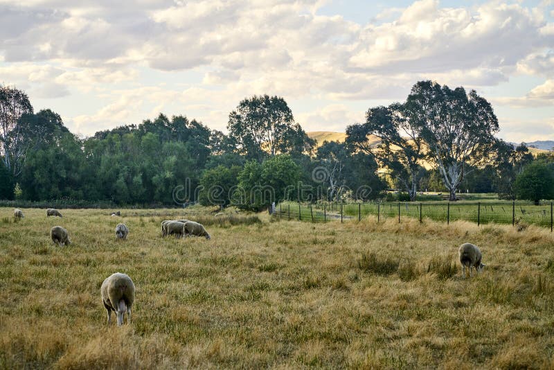 Sheep farm stock image. Image of adorable, natural, animals - 166930701