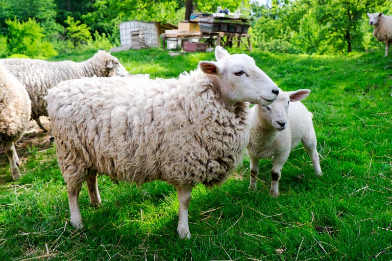 Sheep and Chickens Grazing on Farm Stock Photo - Image of fowl ...