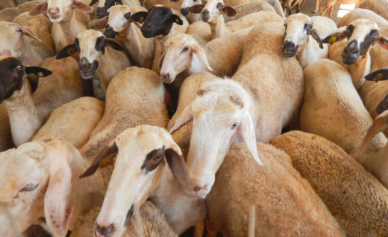 Sheep Farm for the Production of Milk Stock Image - Image of mammal ...