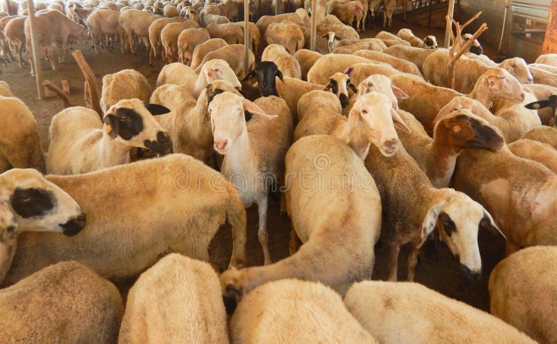 Sheep Farm for the Production of Milk Stock Image - Image of barn ...