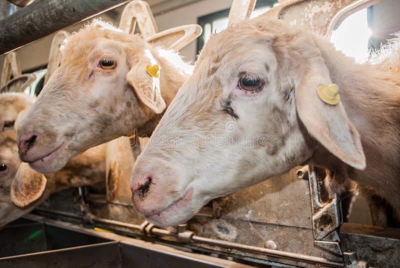 Sheep farm stock photo. Image of shearing, cheese, farm - 43592720