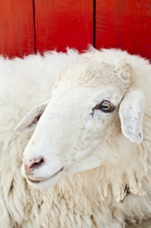 Sheep in farm. stock photo. Image of graze, fleece, nature - 29751864